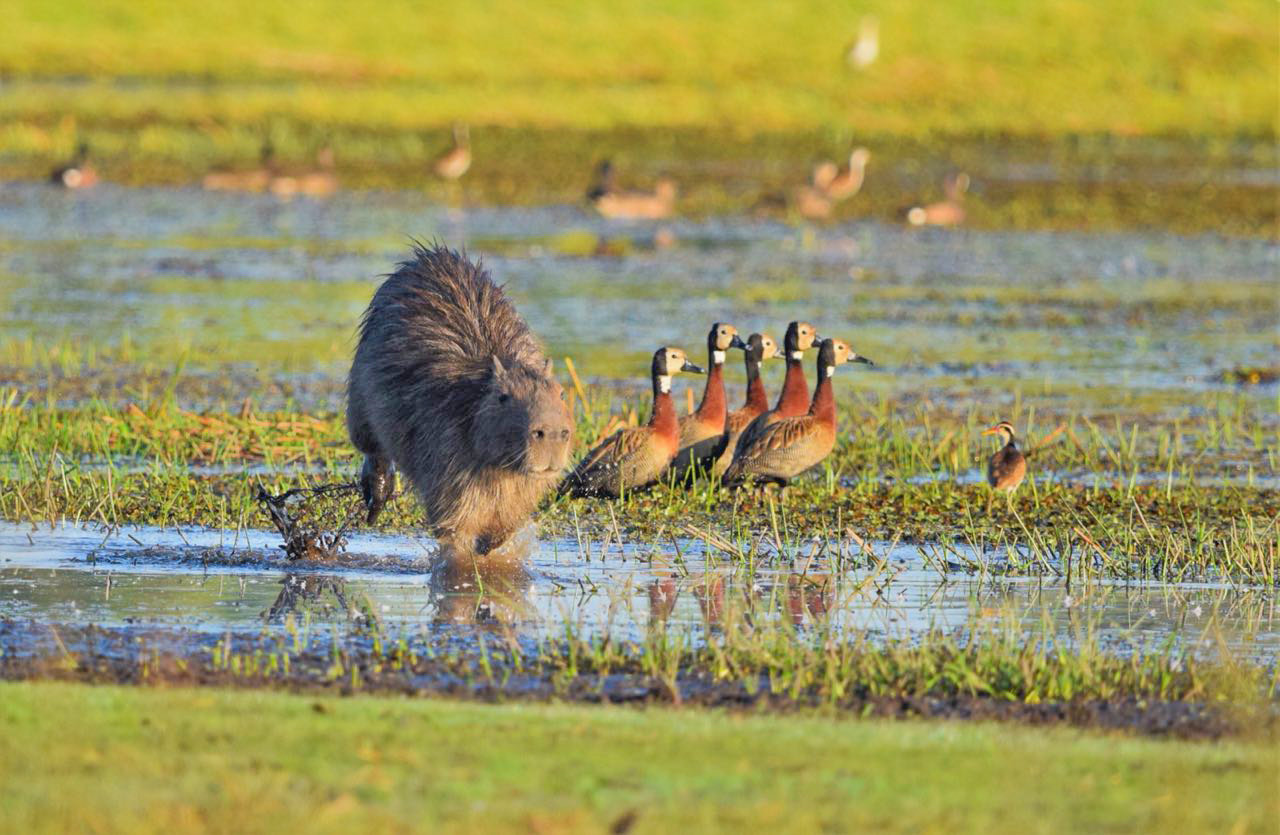 Safari y Exploración de las Sabanas en Reserva Natural en San Luis de ...